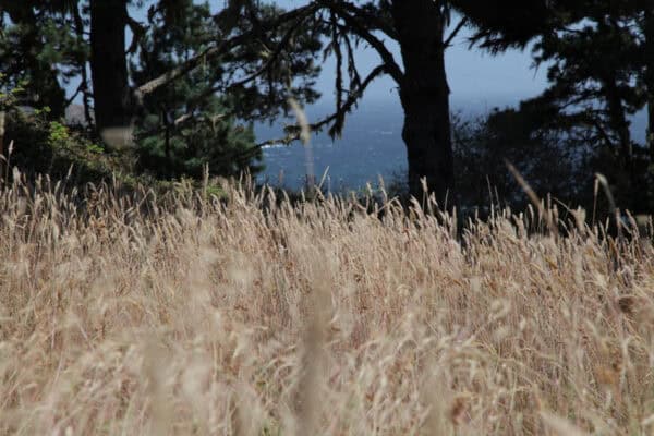 Making it Right with ~1,000 Acres of Land for Native Americans in the ...