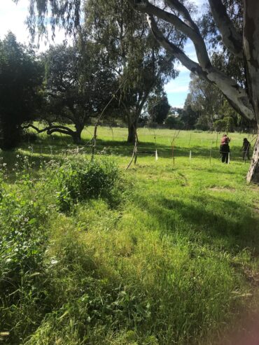 Honoring Puvungna Today – News from Native California