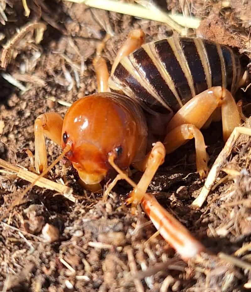 Good Luck, Potato Bug – News from Native California